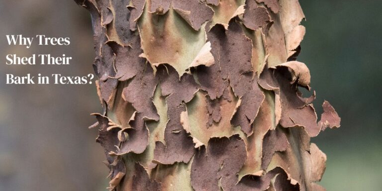 Why Trees Shed Bark in Texas | Signs, Causes & Tree Care Tips